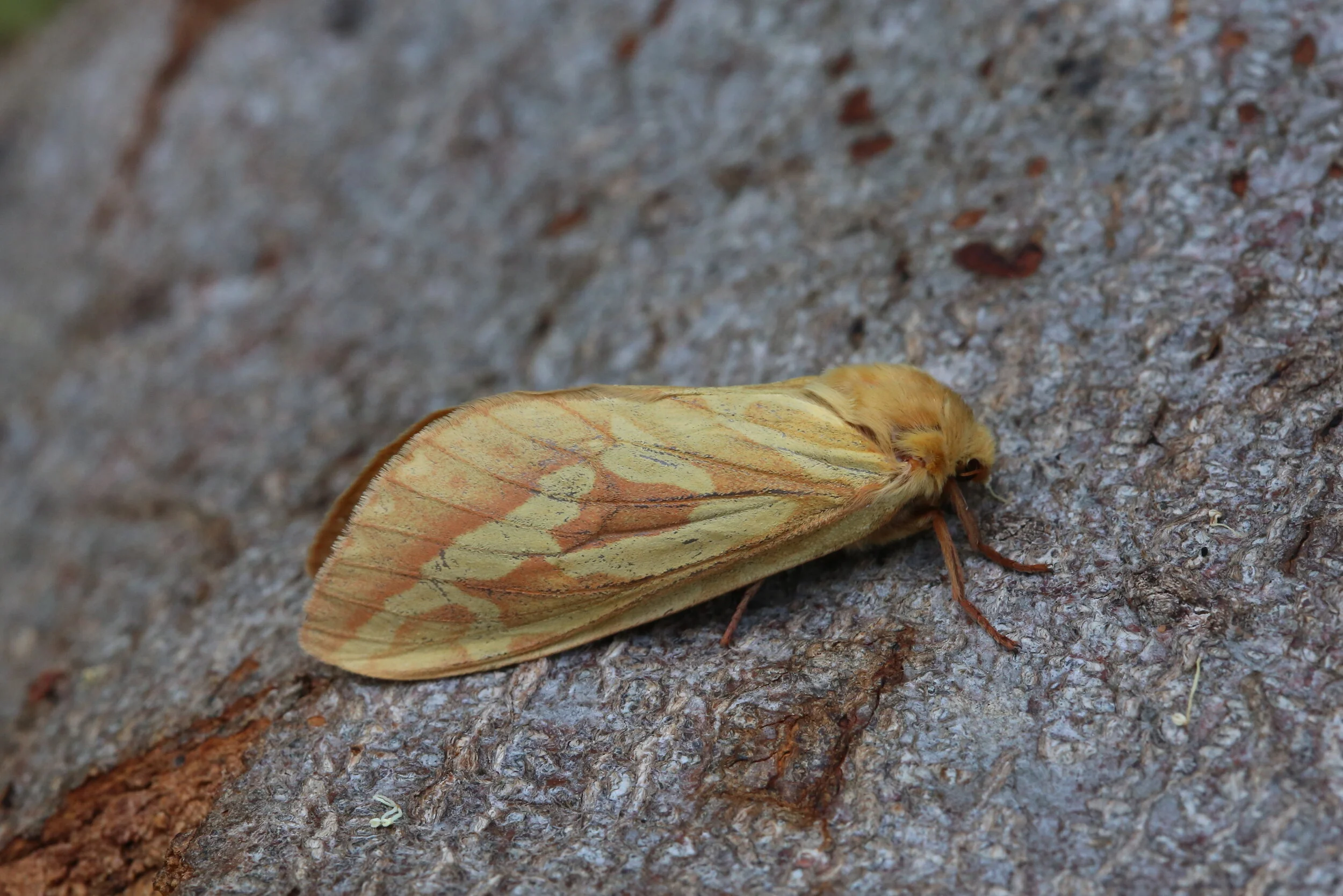 Moths — Hawridge and Cholesbury Commons Preservation Society - HCCPS ...