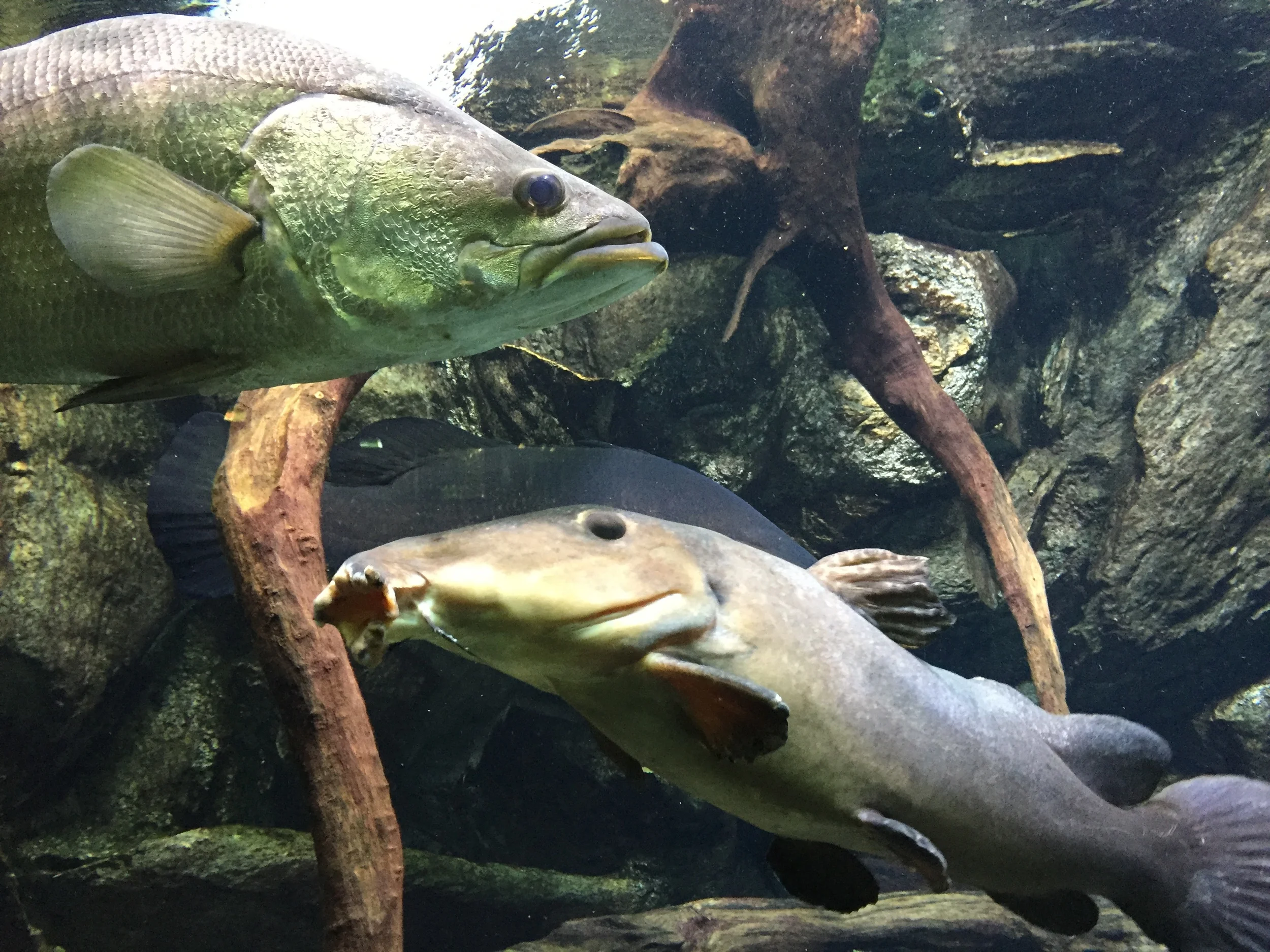 Nile Perch Aquarium