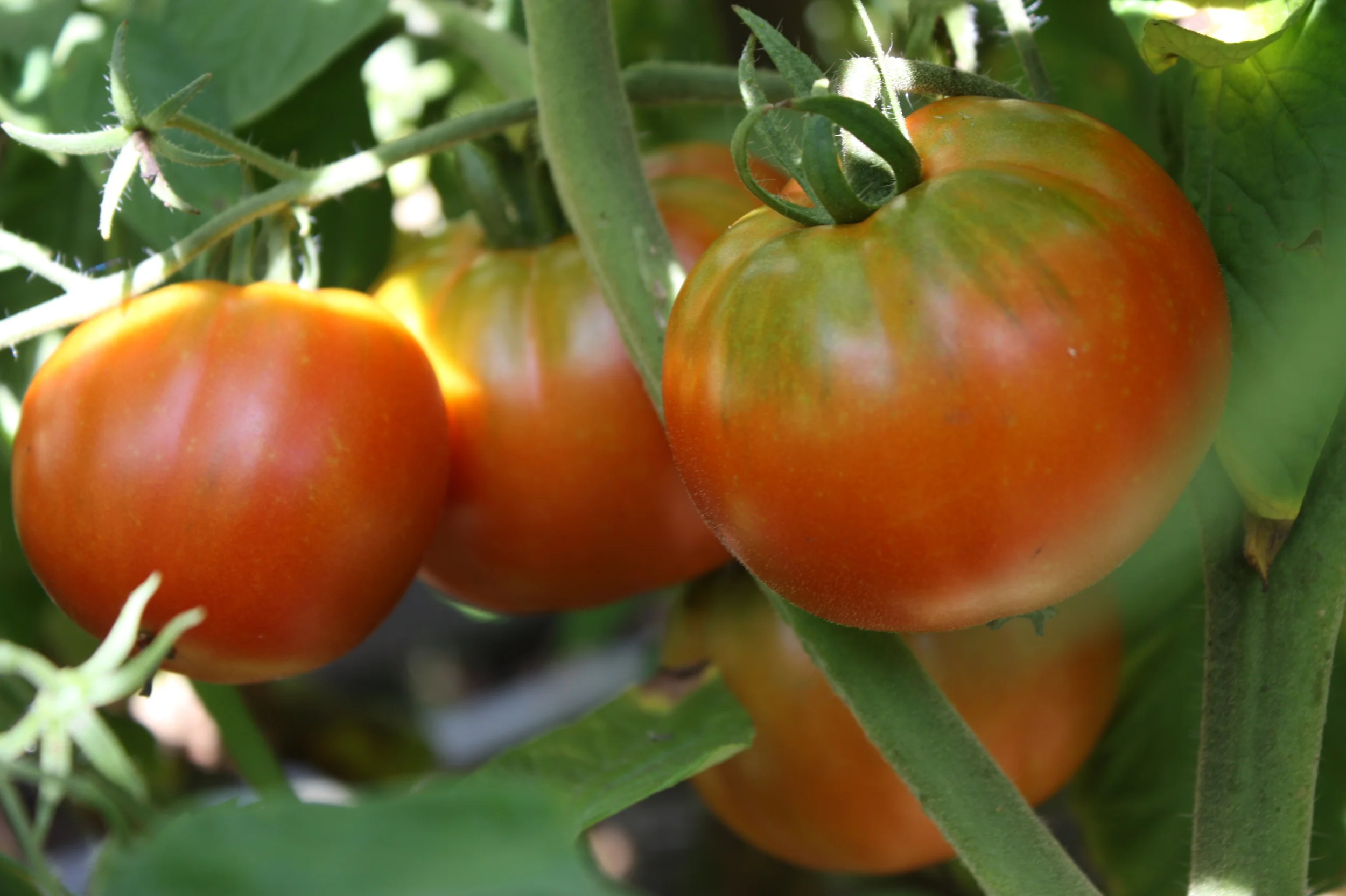 Rusty's Heirloom Tomatoes