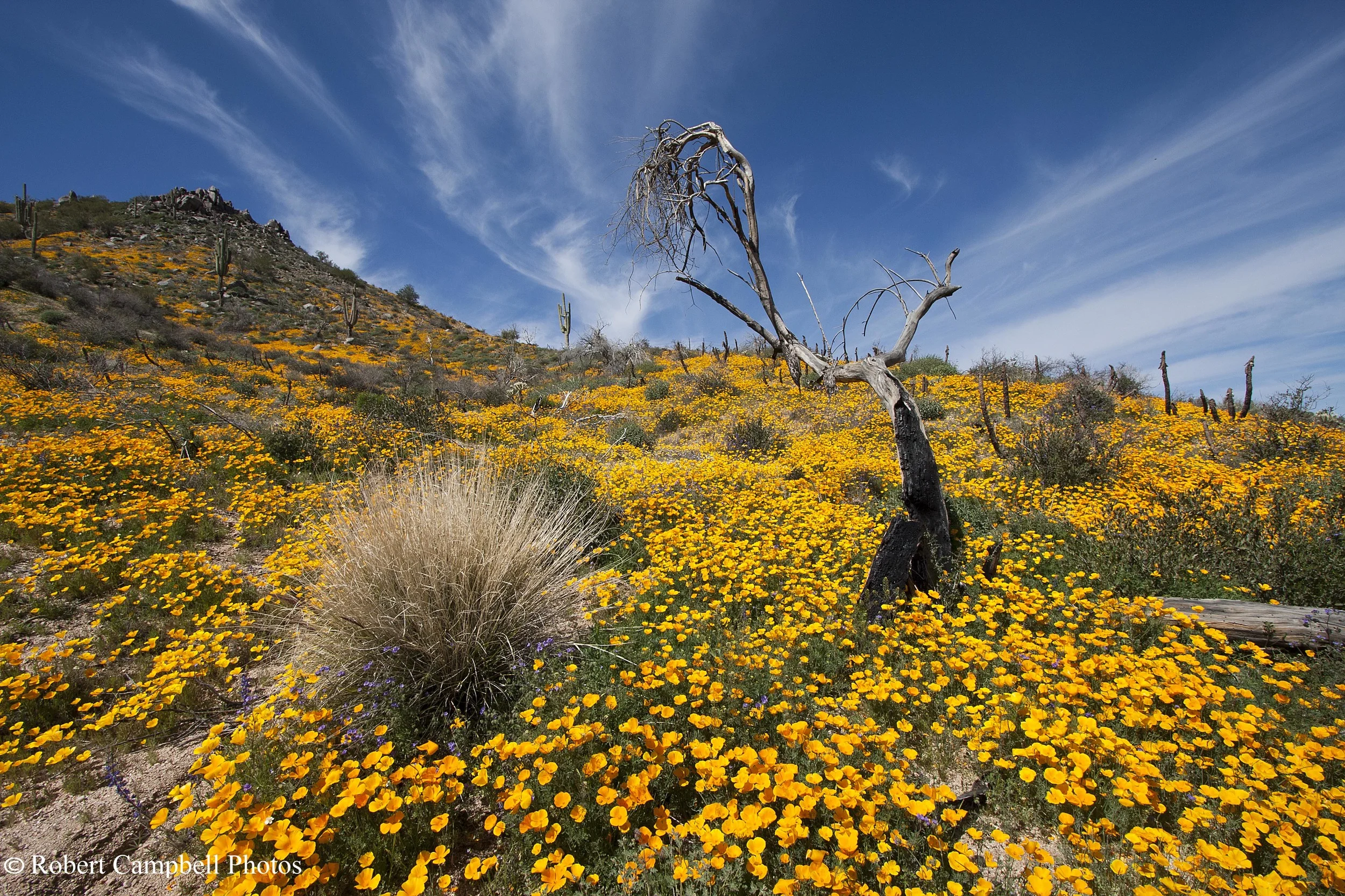 Robert Campbell's Photography