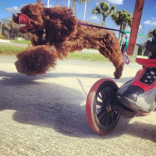 Pho Paws | Dog Training & Photography — PHO PAWS