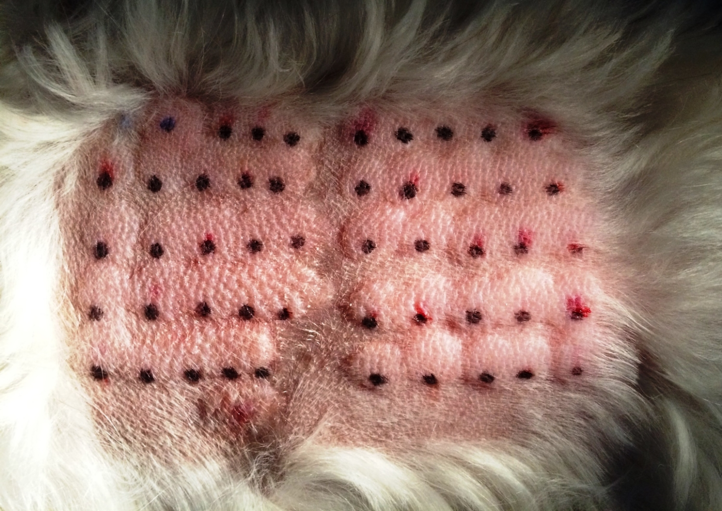 What Causes Contact Dermatitis In Dogs