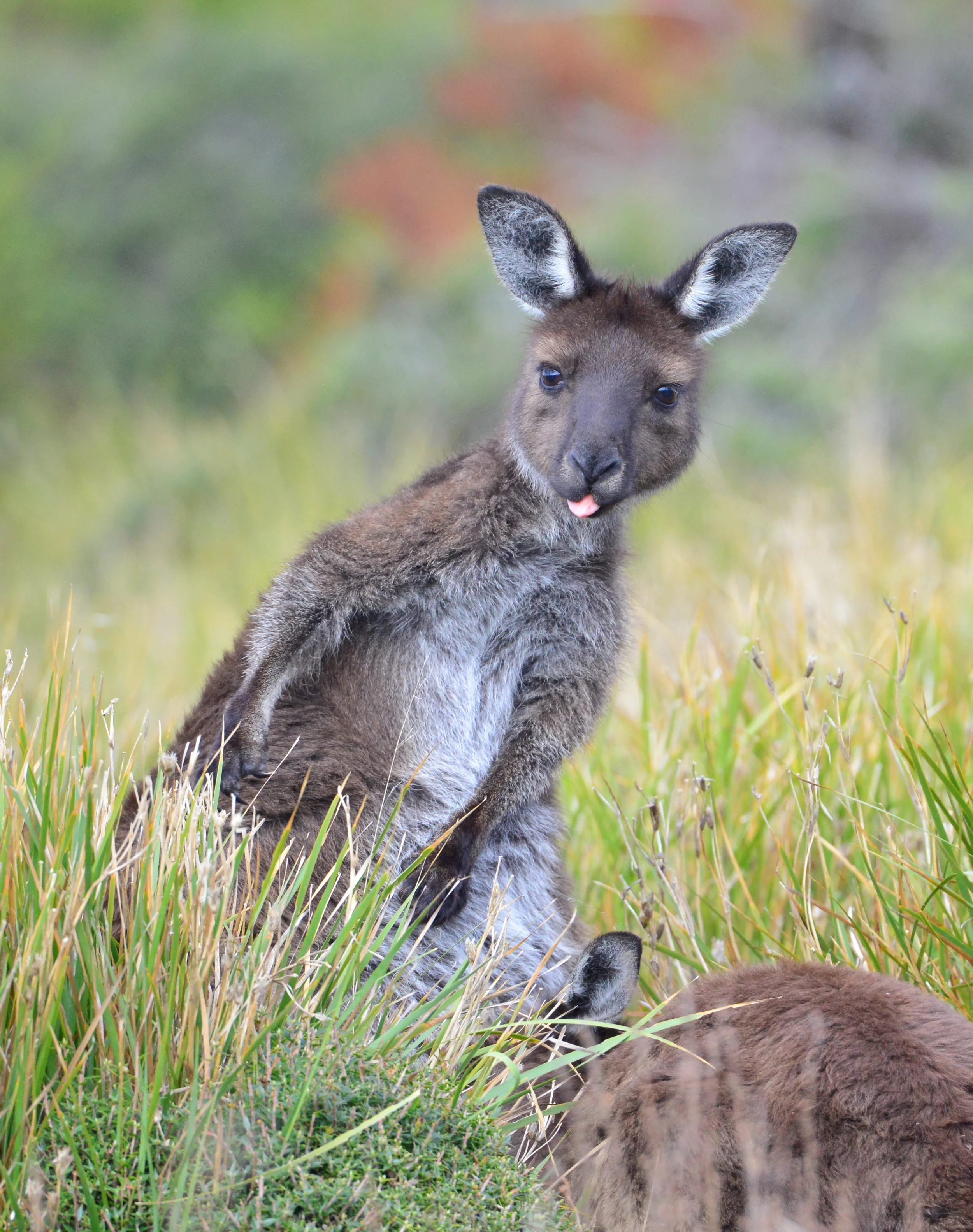 Kangaroo Island Wildlife Tours | Hanson Bay Wildlife Sanctuary — Hanson Bay Wildlife Sanctuary ...