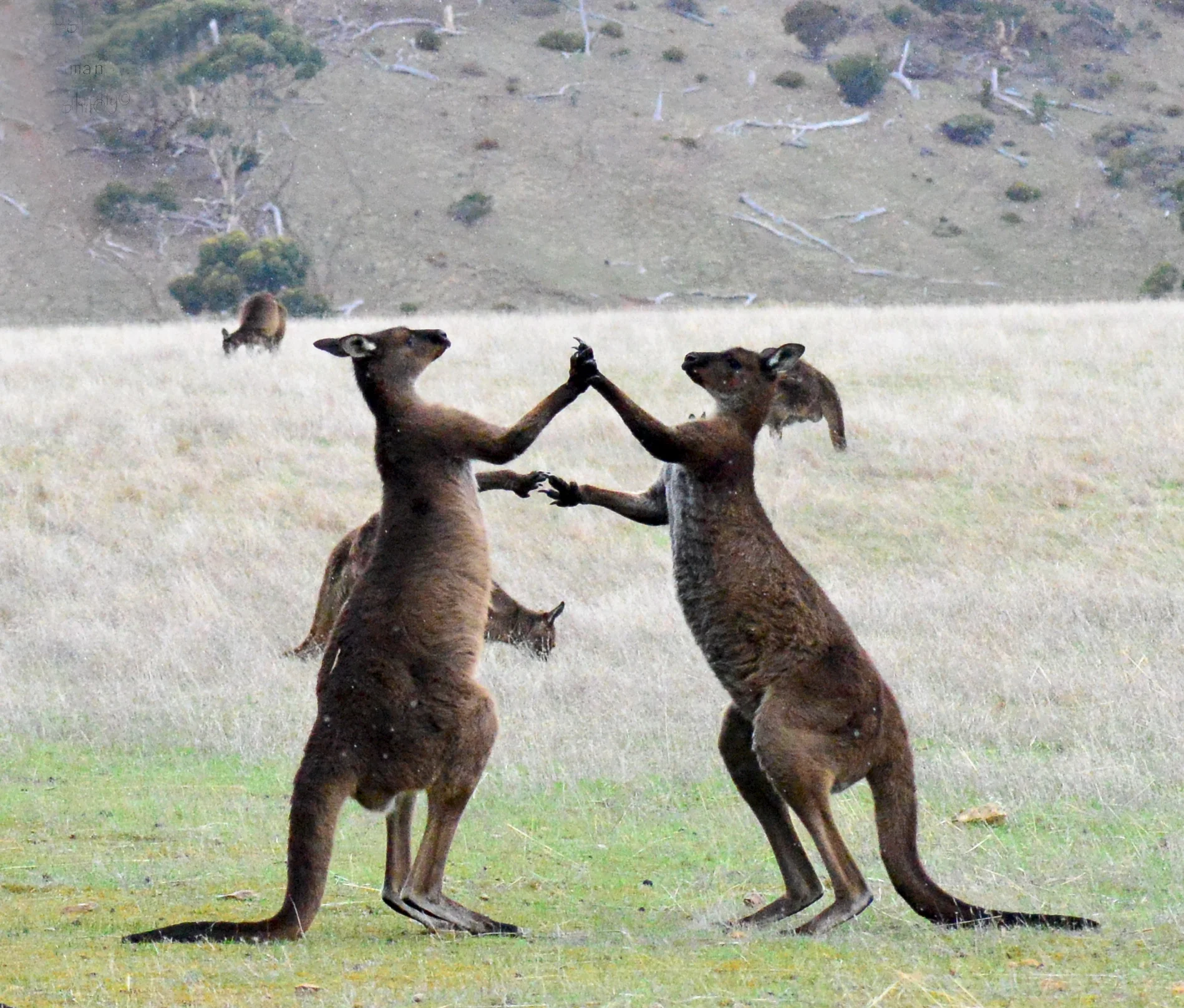 Kangaroo Island Wildlife Tours | Hanson Bay Wildlife Sanctuary — Hanson Bay Wildlife Sanctuary ...