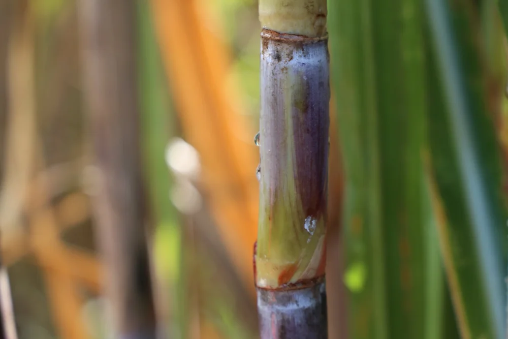 Northern Sugar Industry of Belize