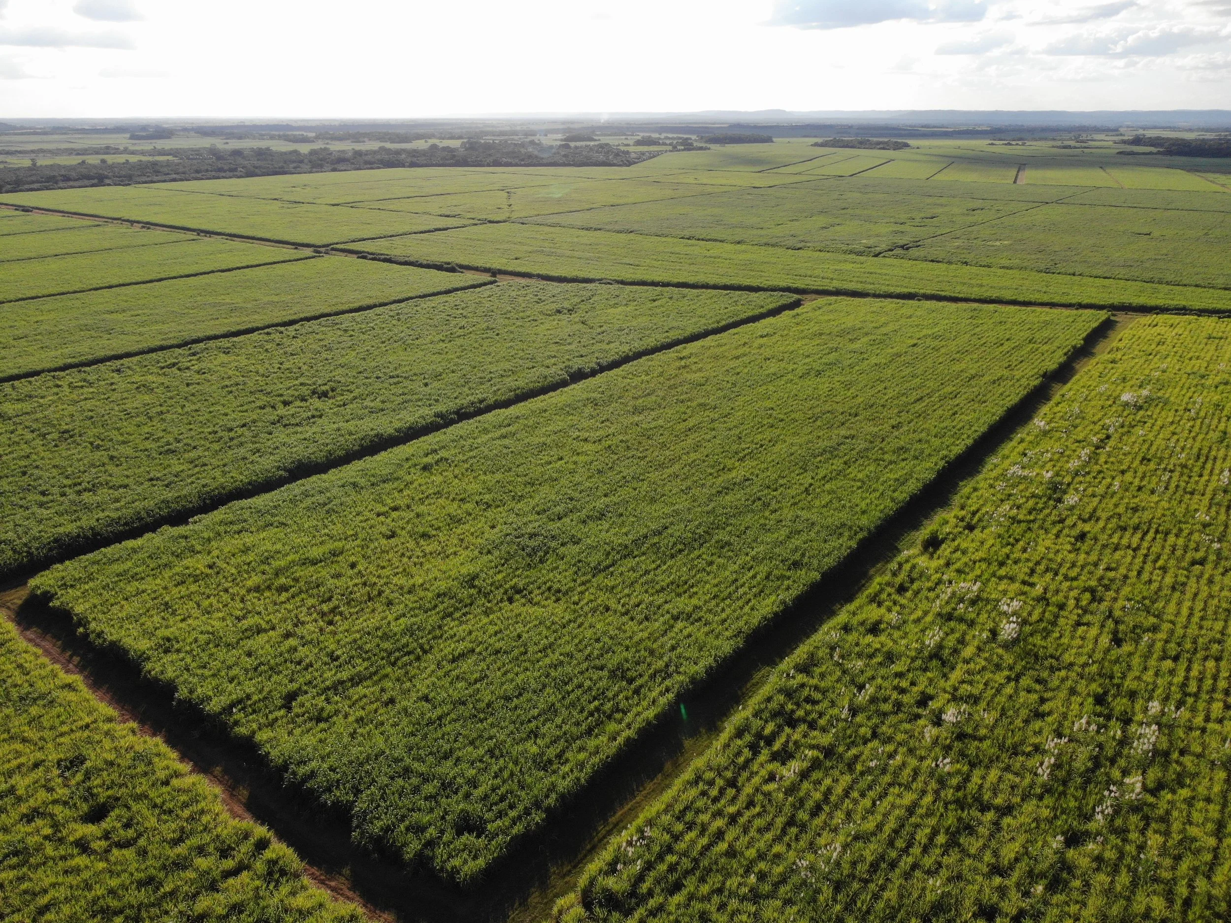 Belize Sugar Industries Careers — Northern Sugar Industry of Belize