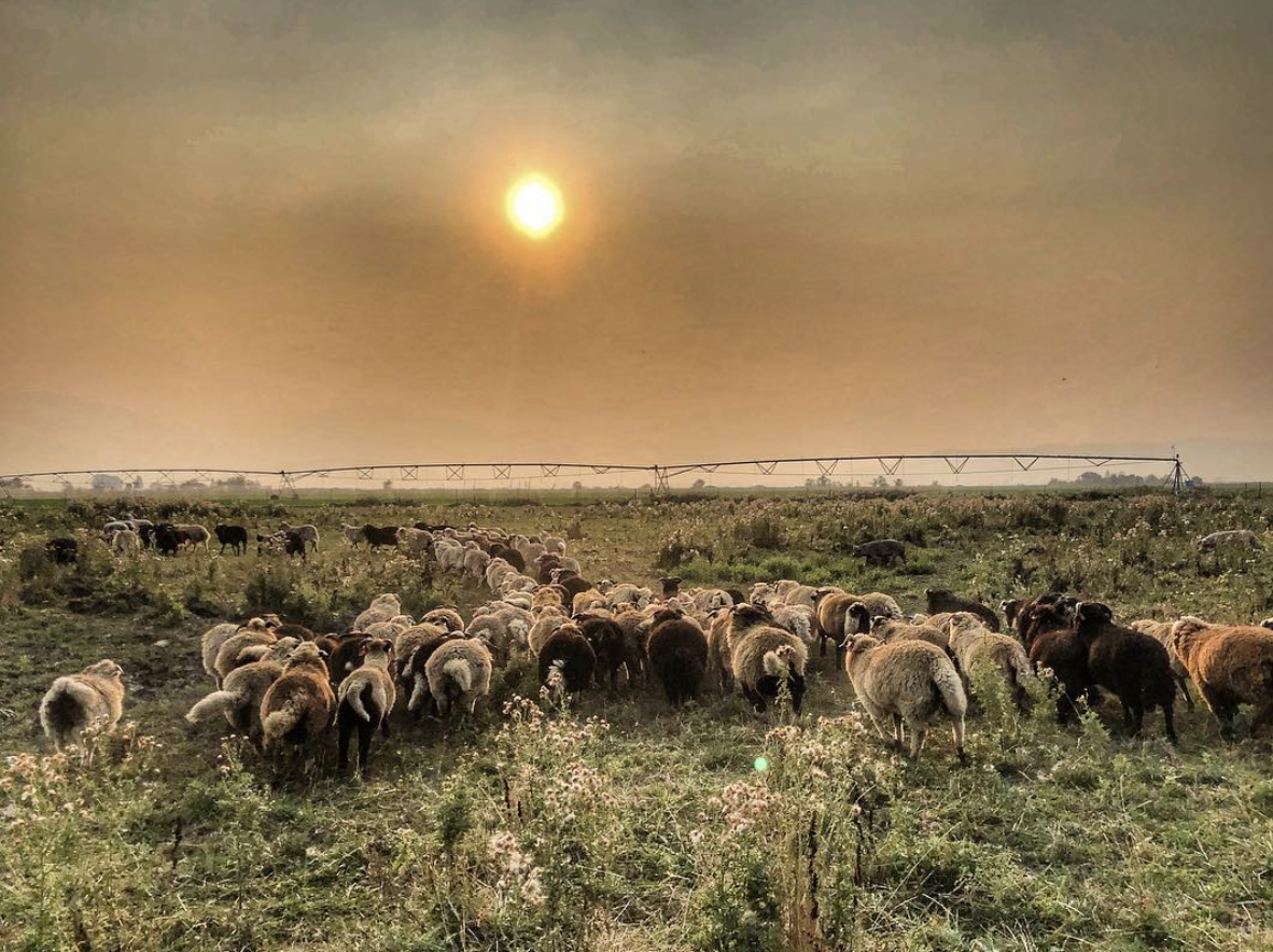 THE STORY OF THE FIVE MARYS FLOCK OF SHEEP — FIVE MARYS RANCH