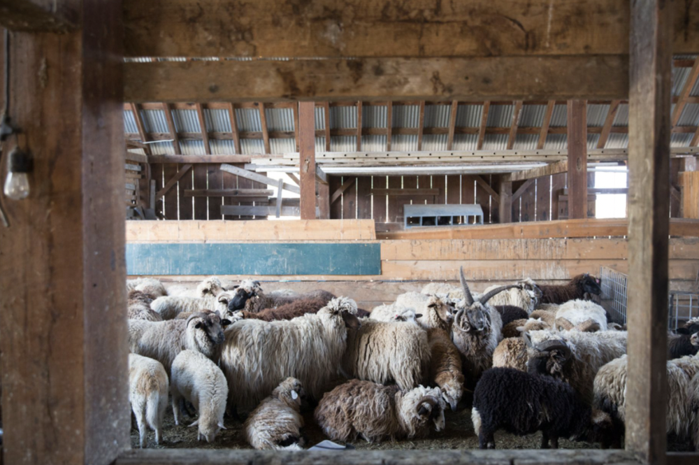 The Story of the Five Marys Flock of Sheep — FIVE MARYS RANCH