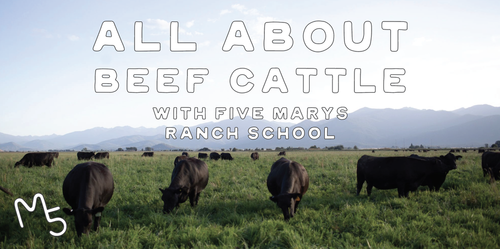 M5 Ranch School All About Beef Cattle — FIVE MARYS RANCH