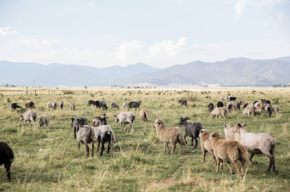 The Story of the Five Marys Flock of Sheep — FIVE MARYS RANCH