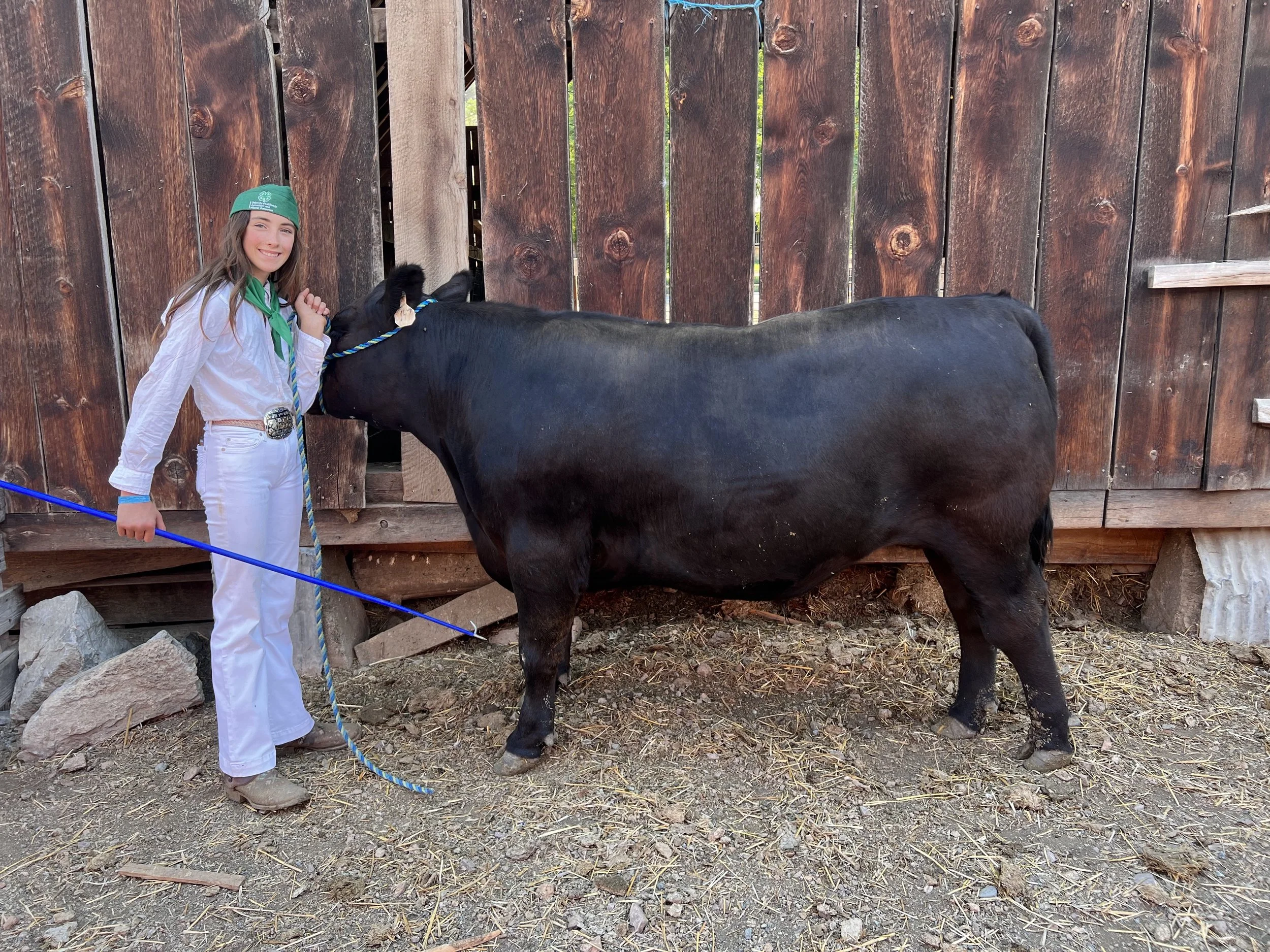 How To Buy An Animal At A 4H Or FFA Livestock Auction FIVE MARYS FARMS How To Buy An Animal At A 4H Or FFA Livestock Auction FIVE MARYS FARMS