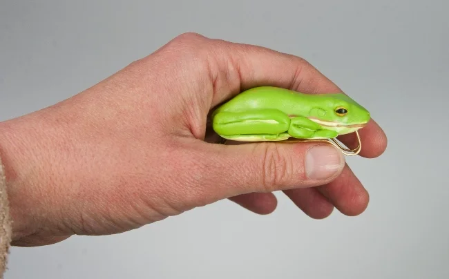 Tree Frog clip — Karen's Nature Art