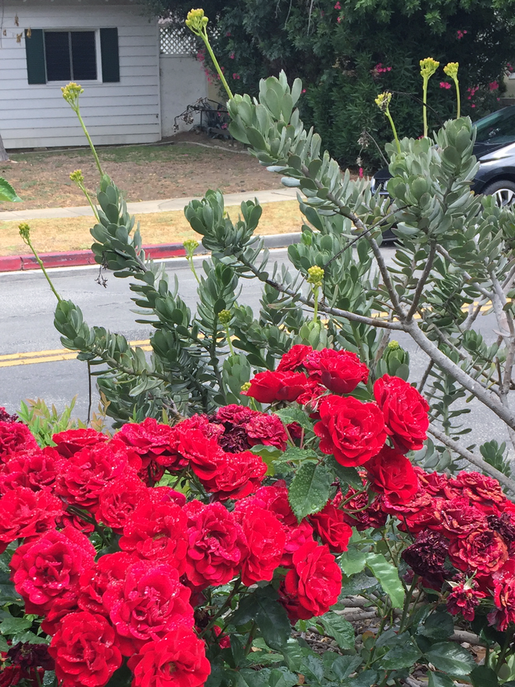 The secret life of tigers and roses — Sophiequi
