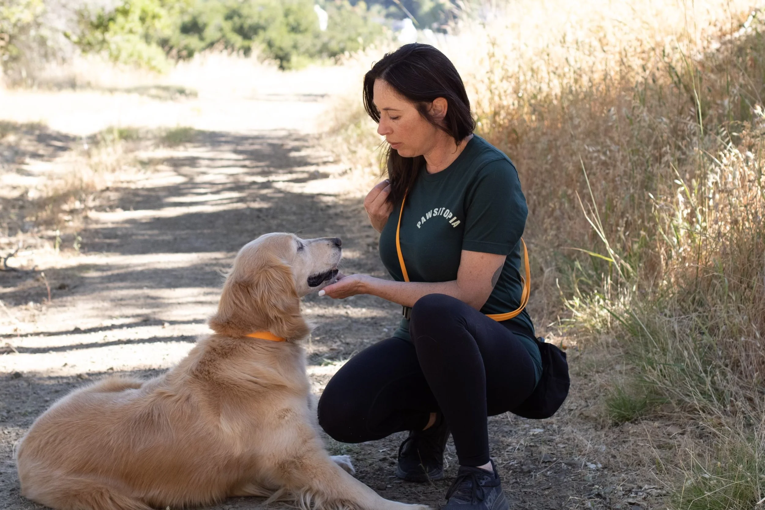 Truckee and North Lake Tahoe's Premier Dog Trainer and Dog Walker