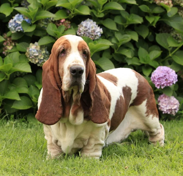 PHOTOS — Corkey Bassets