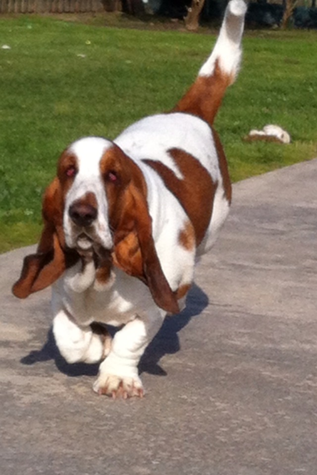 PHOTOS — Corkey Bassets