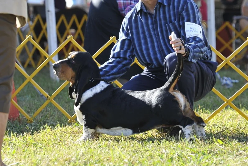 IN THE RING — Corkey Bassets