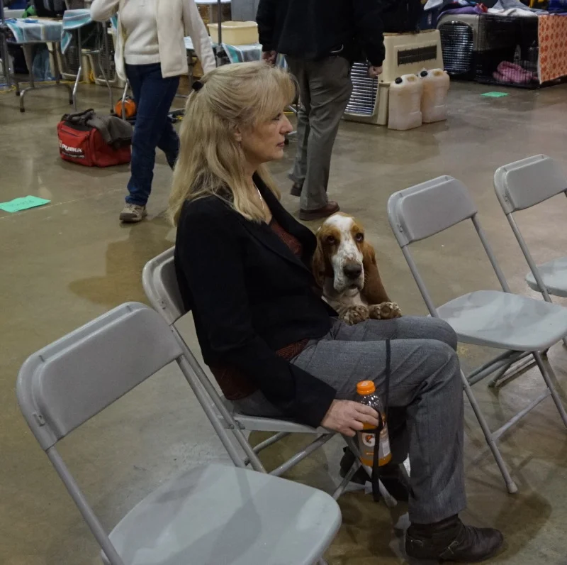 IN THE RING — Corkey Bassets
