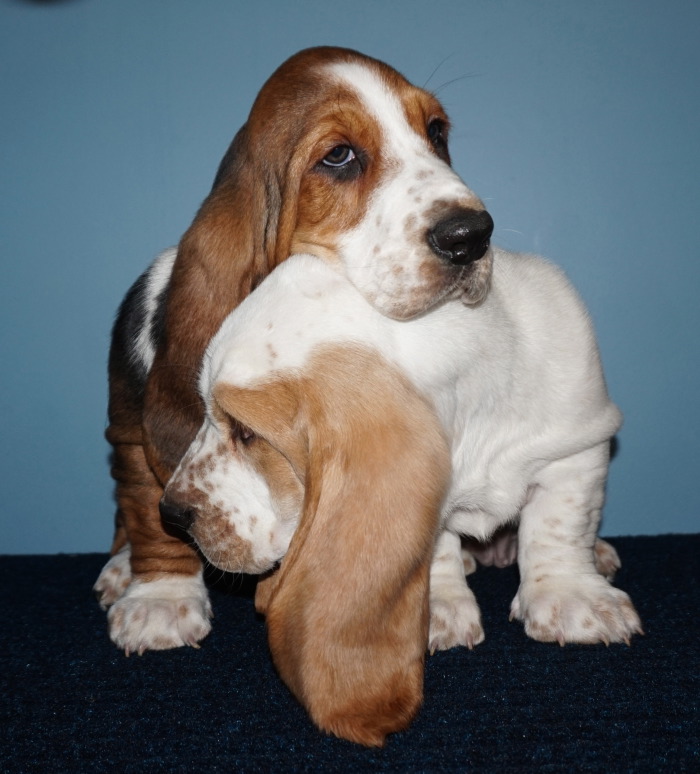 PHOTOS — Corkey Bassets