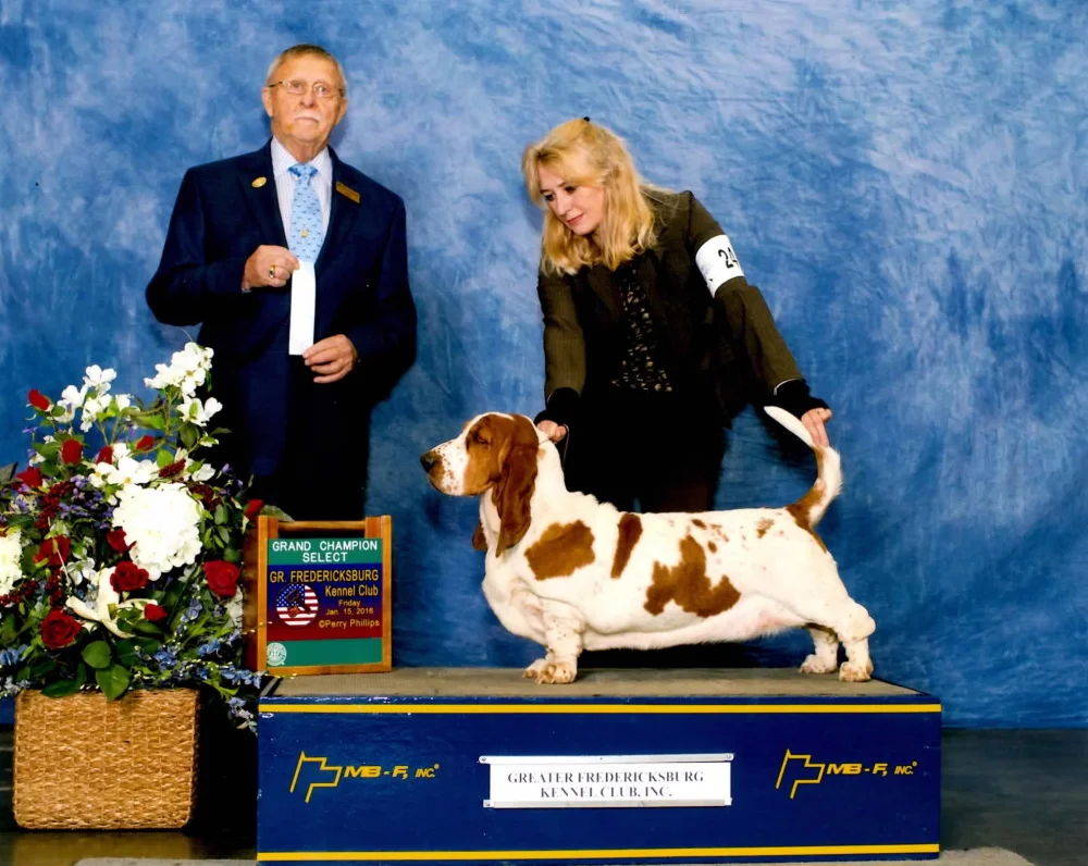 IN THE RING — Corkey Bassets