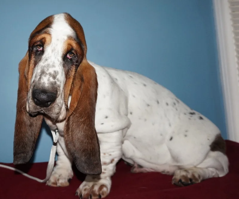 PHOTOS — Corkey Bassets