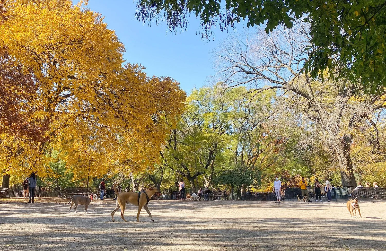 Tompkins Square Dog Run