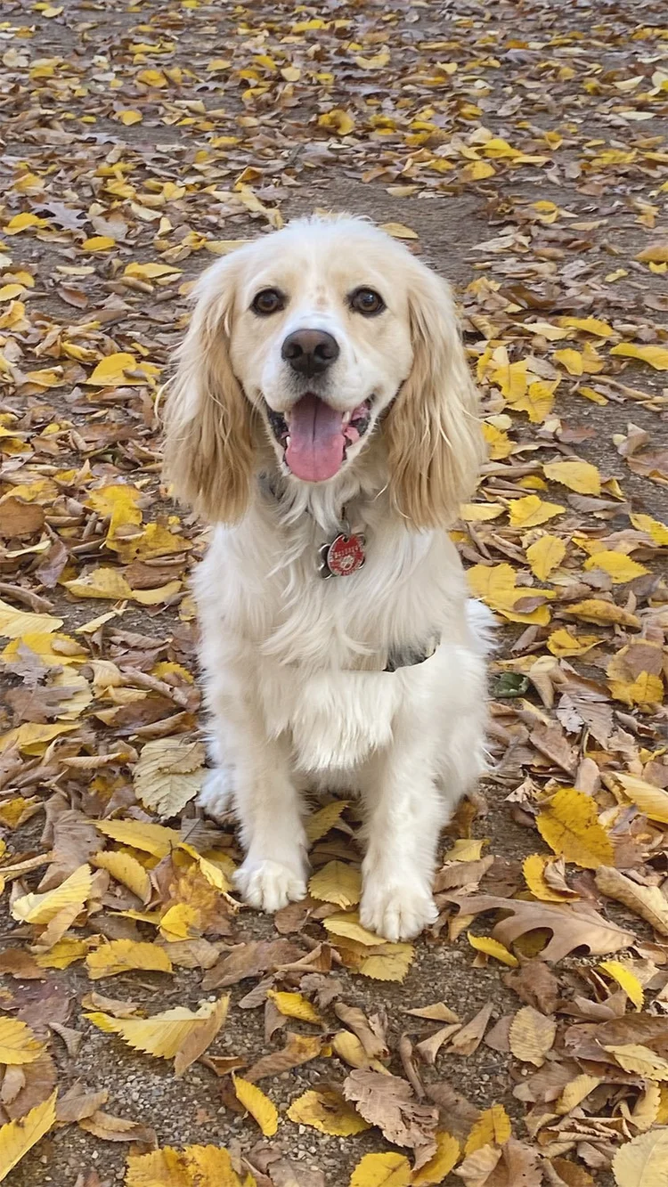 Tompkins Square Dog Run