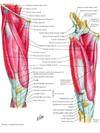 A newly discovered muscle: The Tensor of the Vastus Intermedius (TVI ...