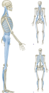 Get To Know Your Muscles - TFL (Tensor Fasciae Latae) — Kinfolk ...