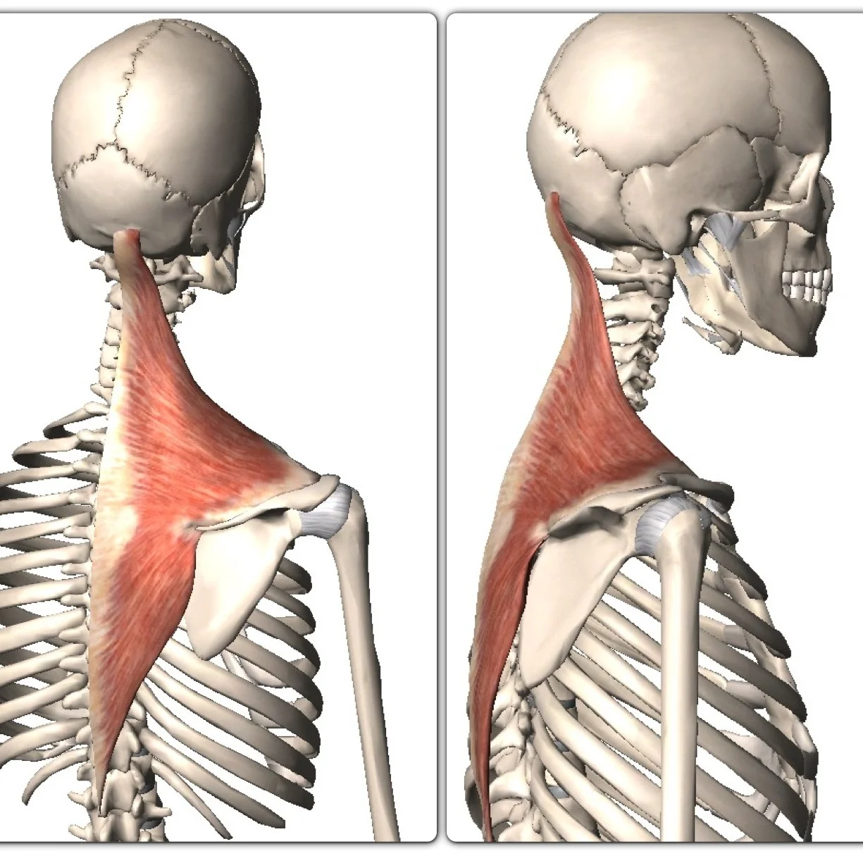 Get To Know Your Muscles: Upper Trapezius — Kinfolk Physiotherapy ...