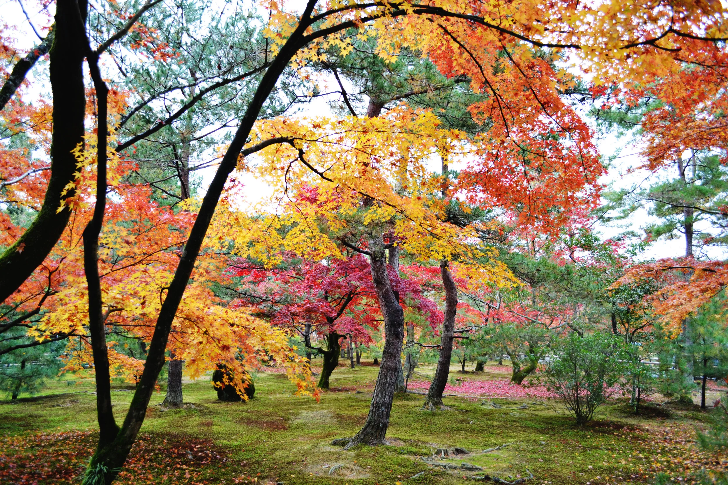 Where Are the Best Places to See Fall Leaves in Kyoto? Must-Visit ...