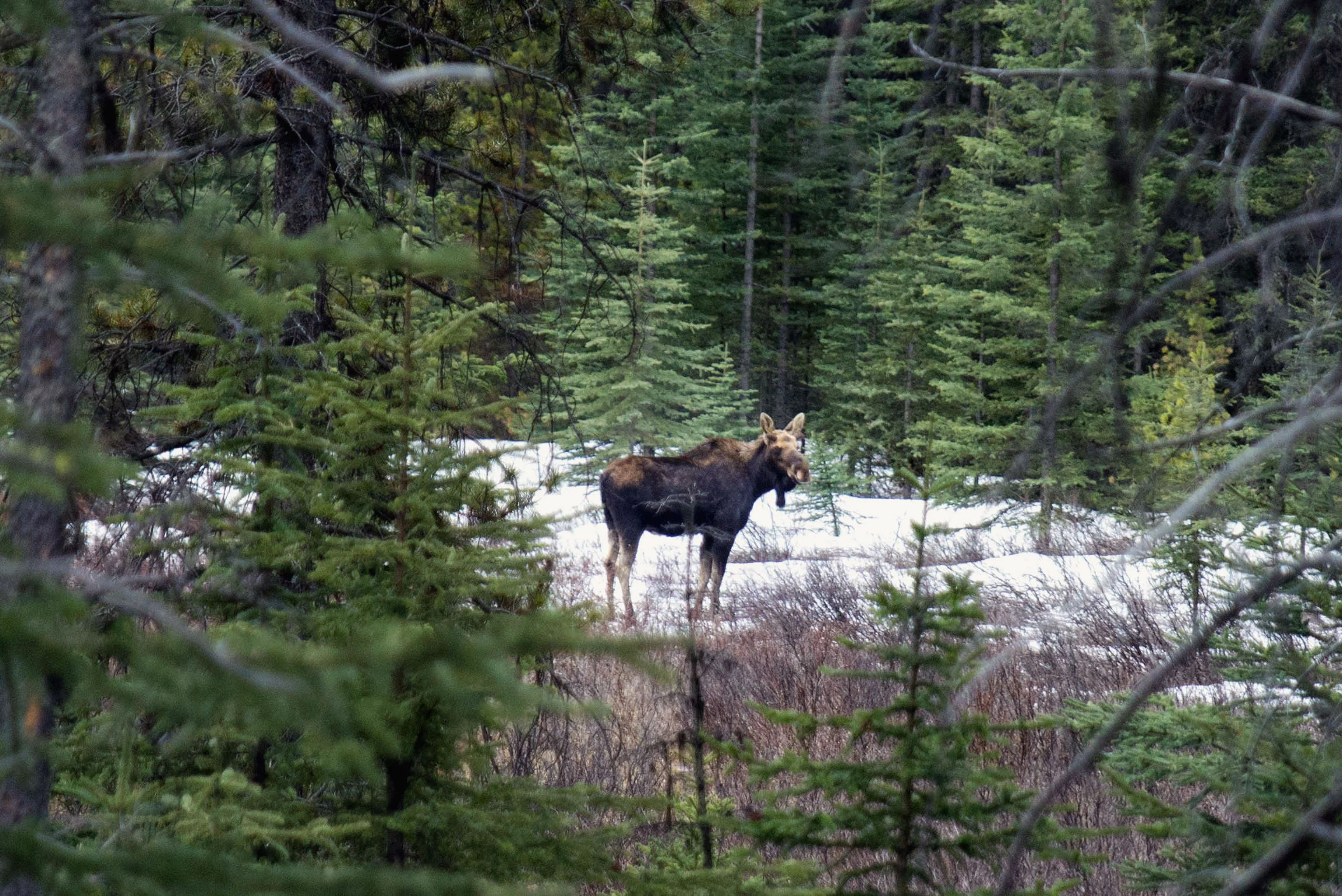 Banff, Canada - In the Snow — Barrett