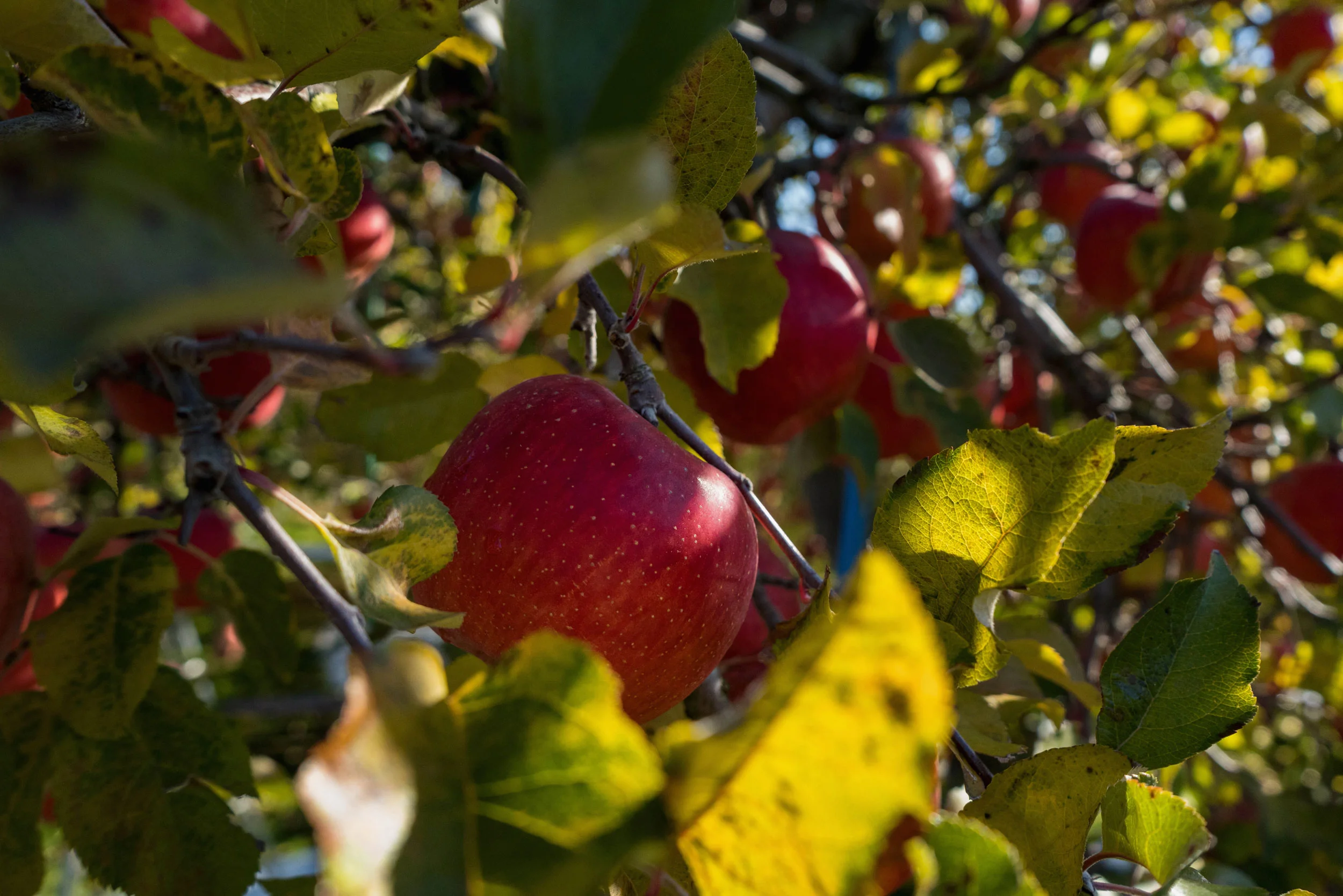 Nakano and Obuse, Nagano — Barrett