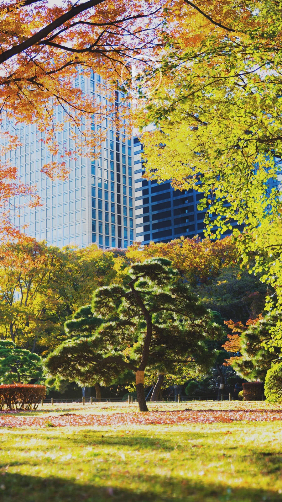 Fall in Japan: Free Wallpapers for Your Phone — Barrett
