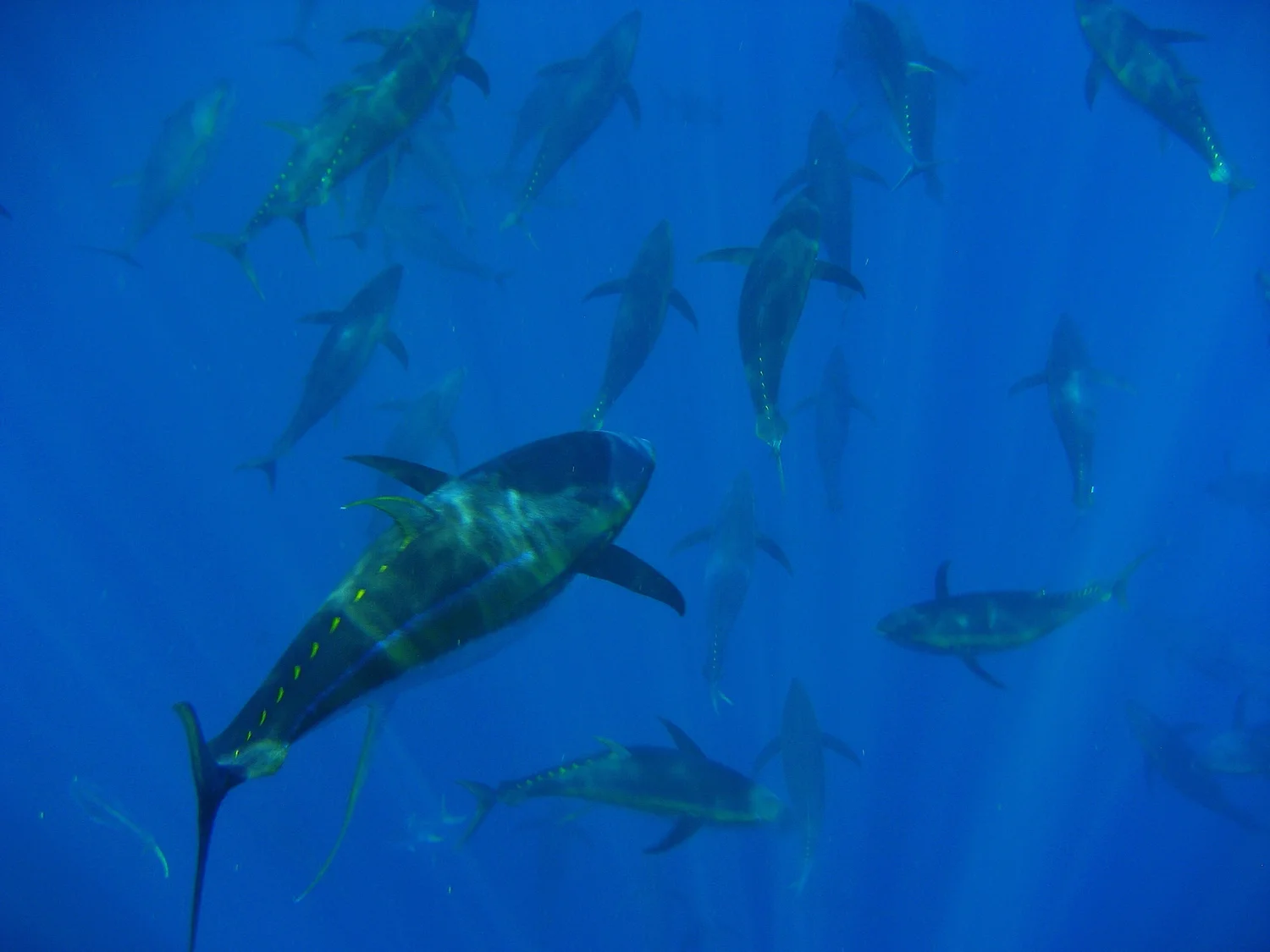 Fortuna Sportfishing