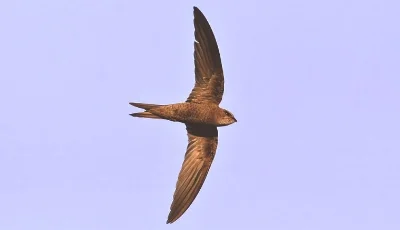 ABOUT — BLACK SWIFT PRESS