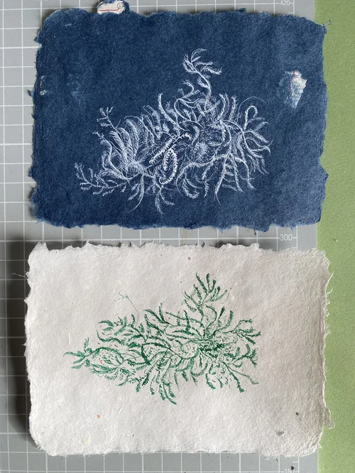 Illustrator and designer