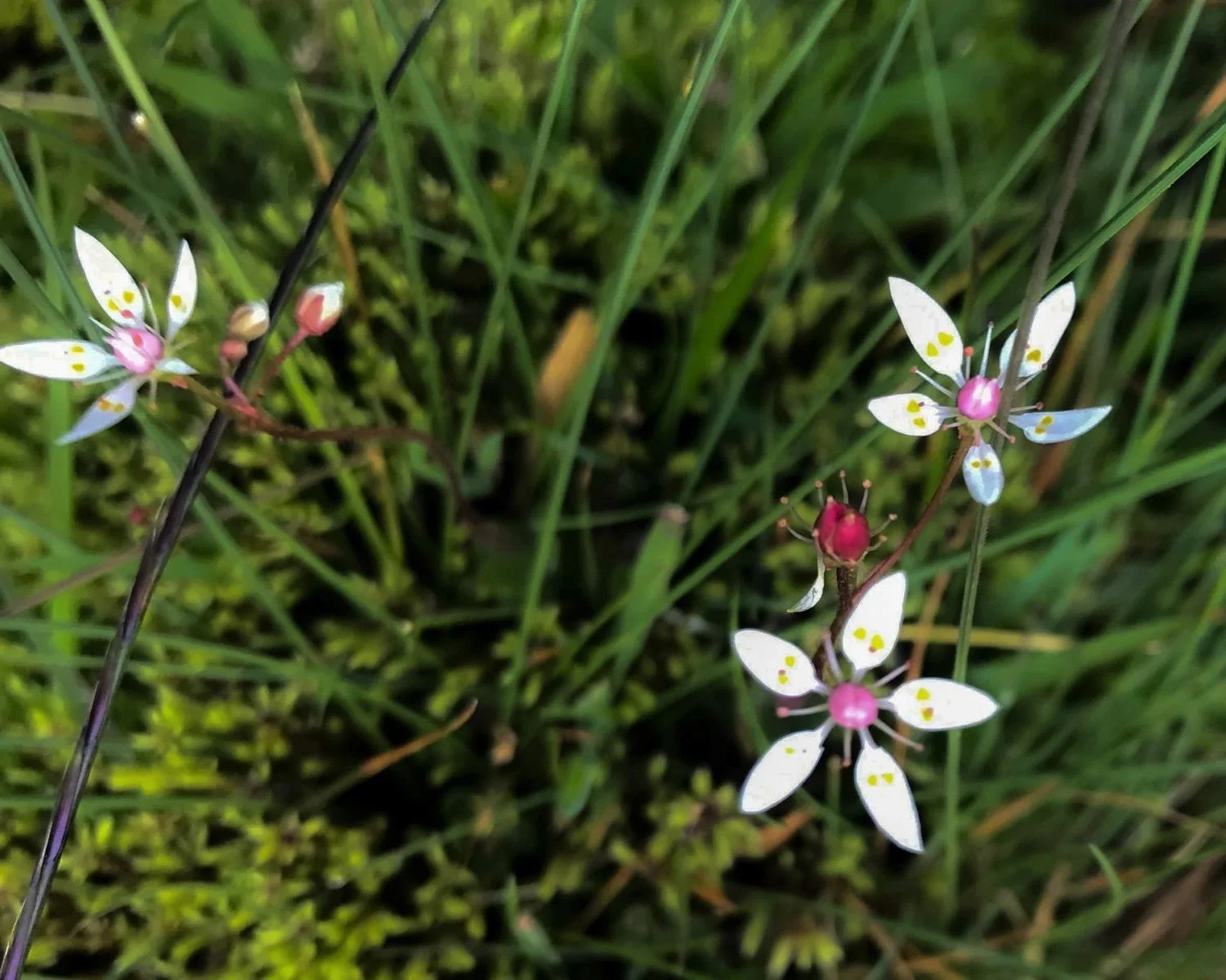 5 Really Cool Things To Look Out For In The Mountains — Chris Ensoll ...