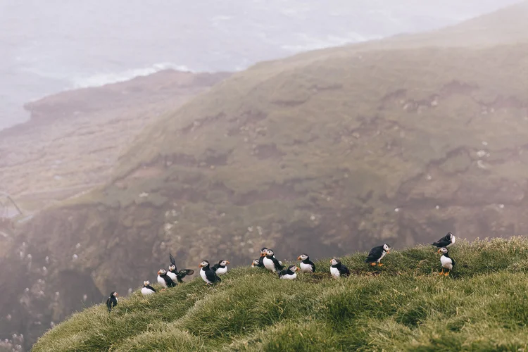 Six Things to Know Before a Day Trip To Mykines | The Home of Puffins ...