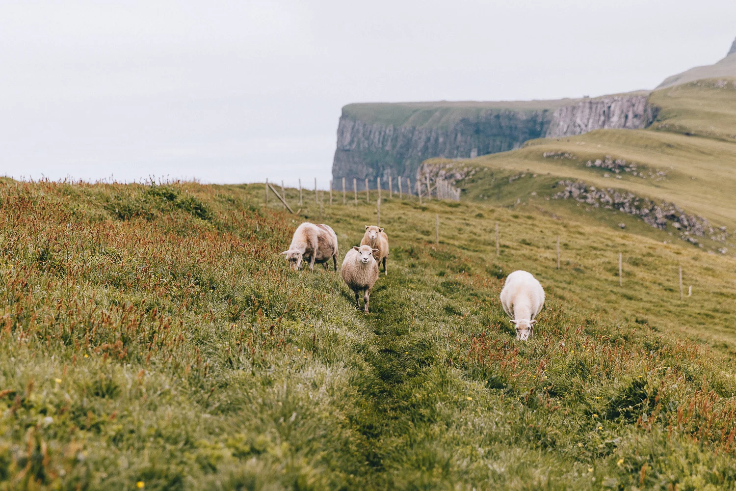 Six Things to Know Before a Day Trip To Mykines | The Home of Puffins ...