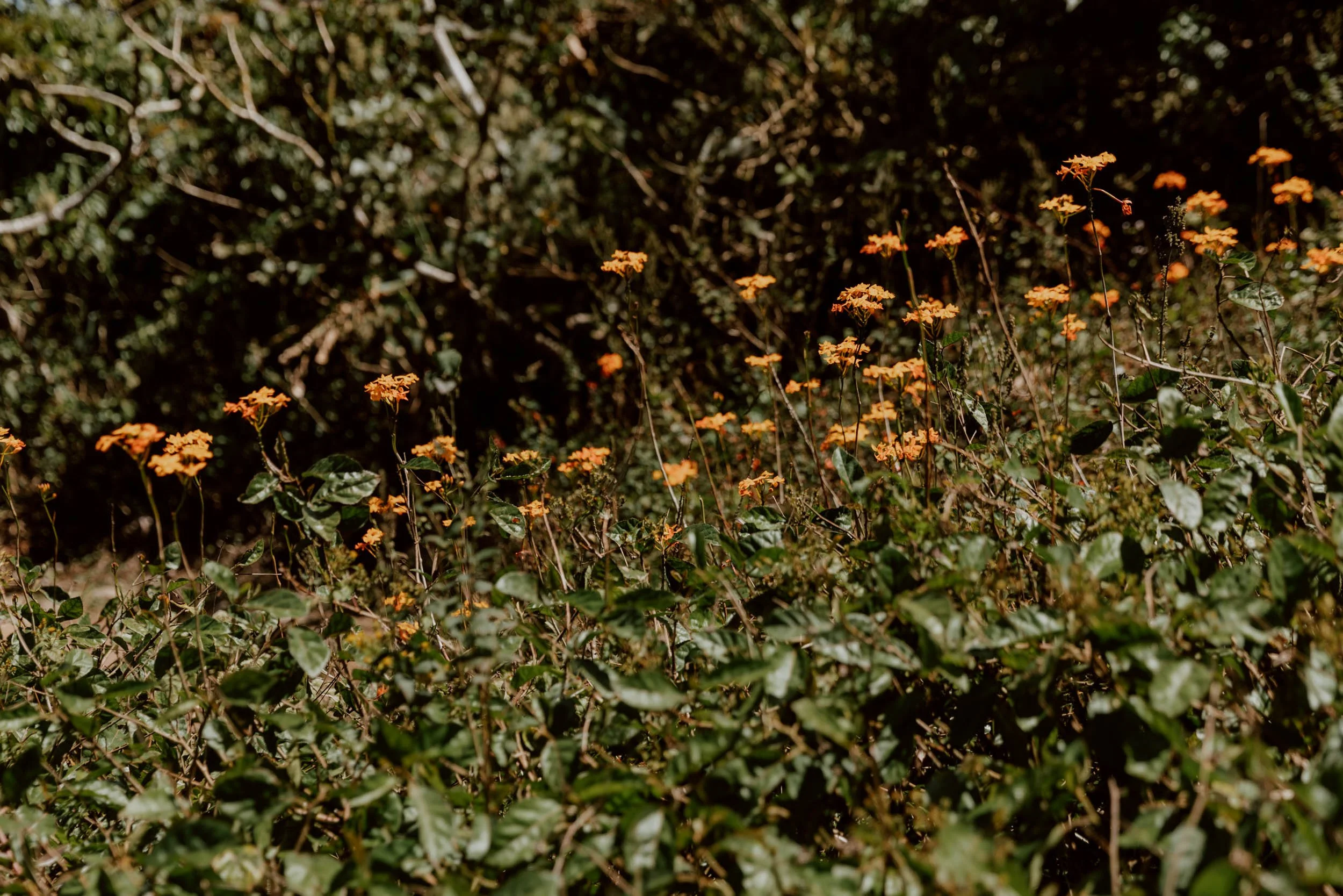 How To Visit Volcan Mombacho | A Complete Guide — ALONG DUSTY ROADS