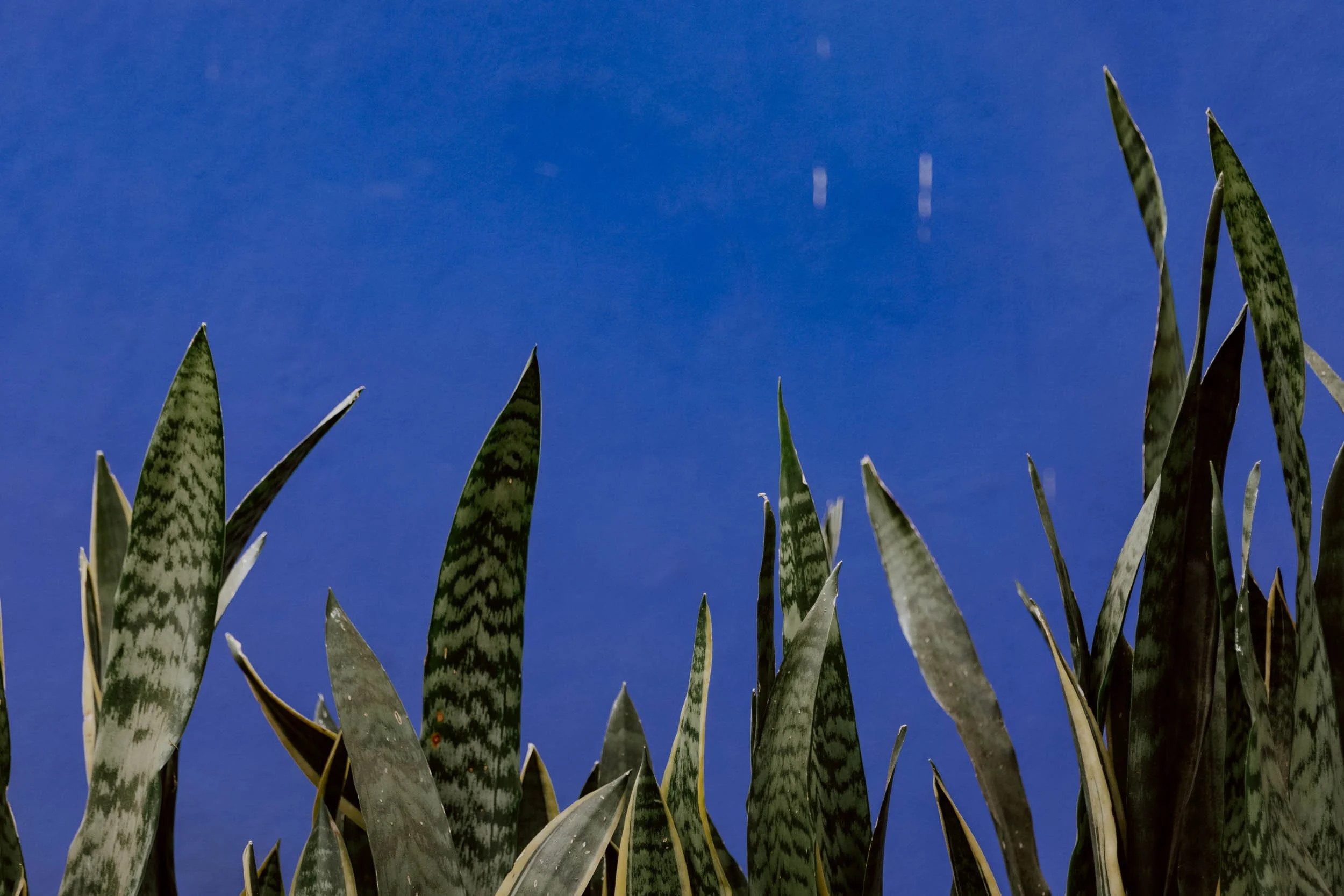 How to Visit (and Get Tickets for) The Frida Kahlo Museum, Mexico City ...