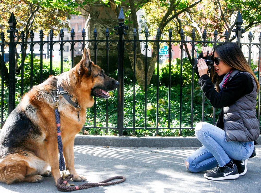 How to Take the Best Pictures of Your Dog — Suzanne Spiegoski