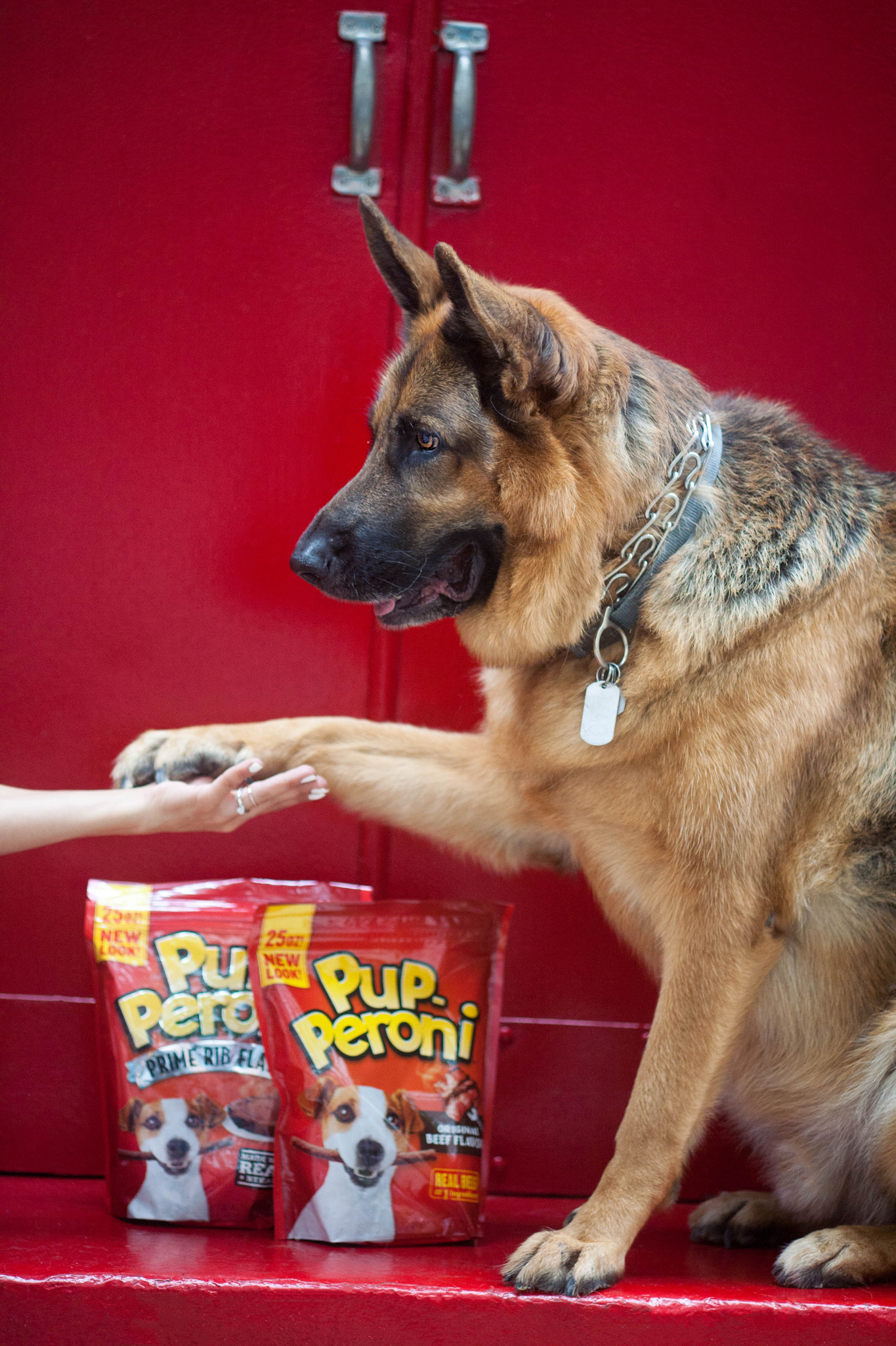 Pup-Peroni with MaQ-eroni — Suzanne Spiegoski
