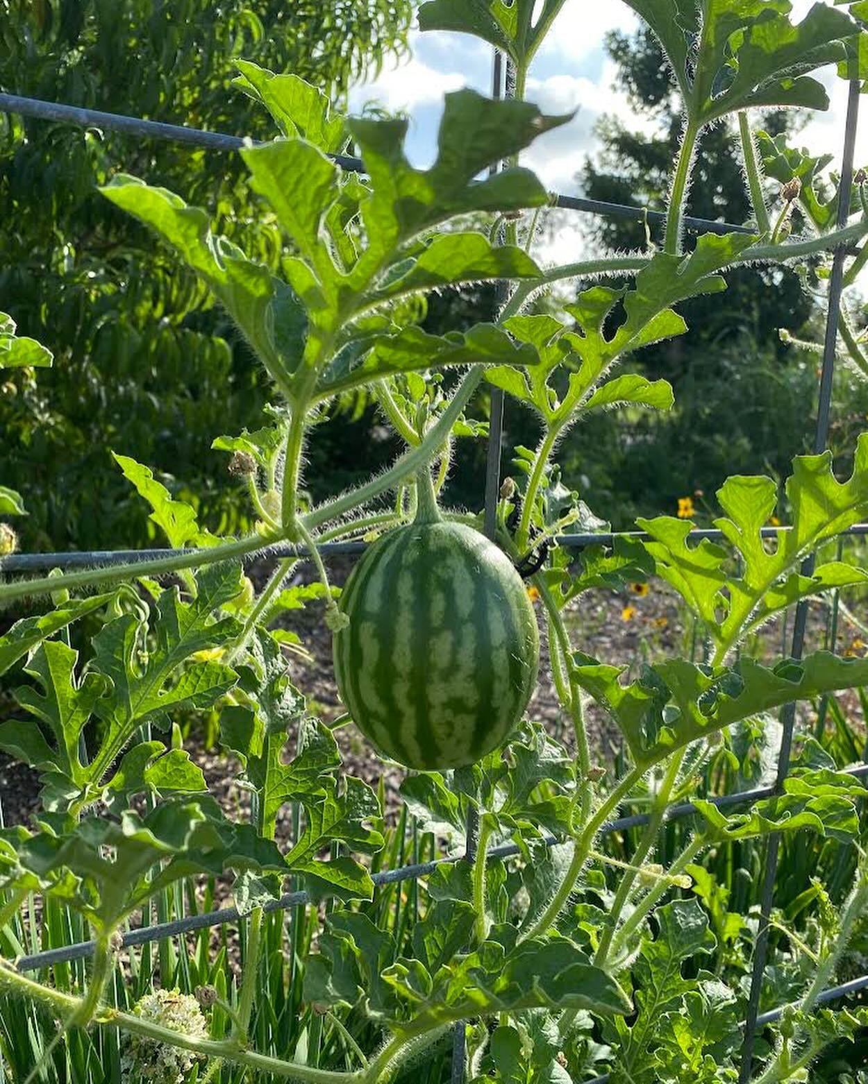 Contact — Urban Harvest STL