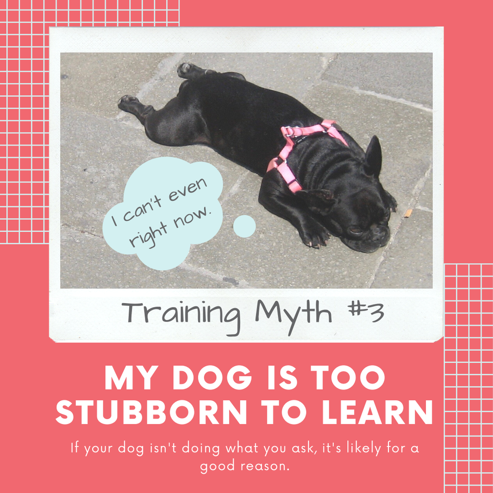 Why Is My Dog Stubborn