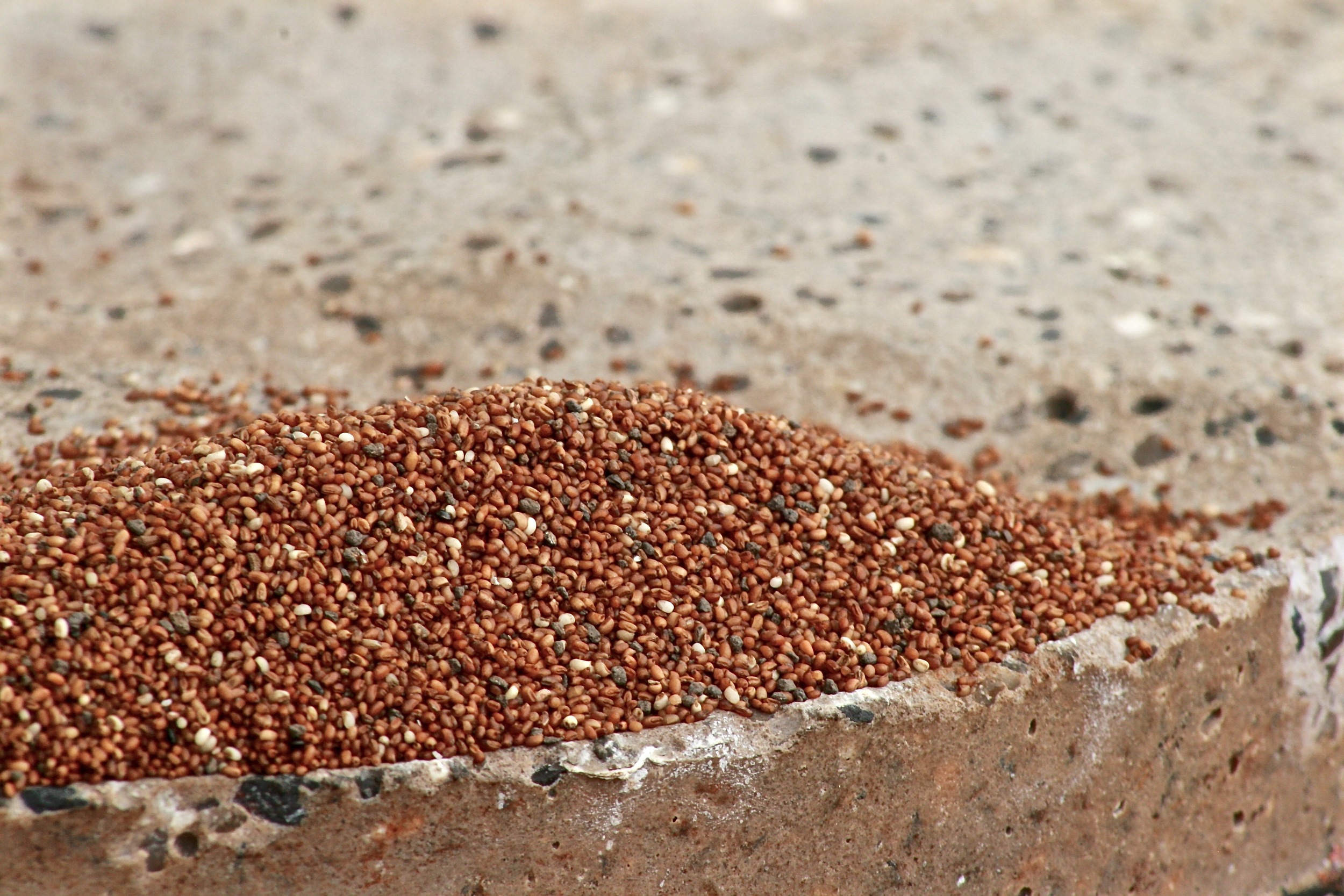 Purple Karma Barley Berries — Camas Country Mill