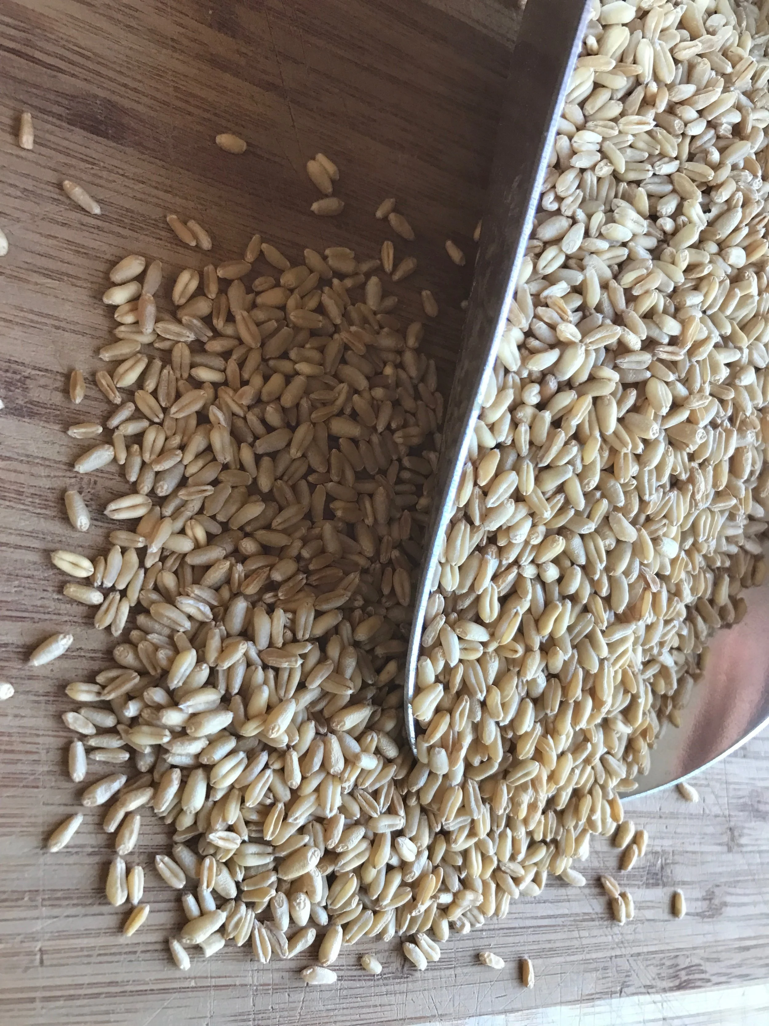 Purple Karma Barley Berries — Camas Country Mill