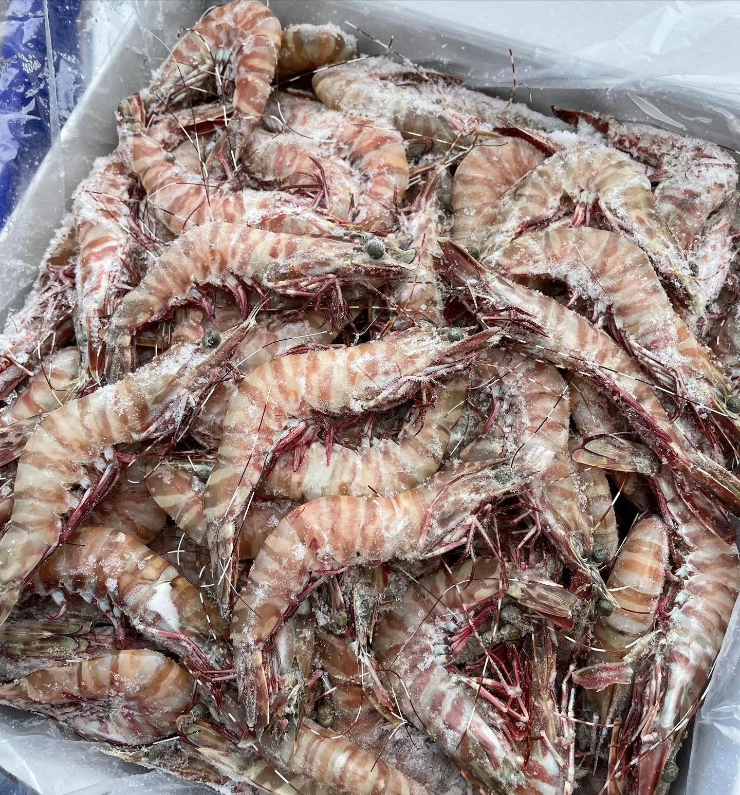Prawns — Kyeema Seafoods