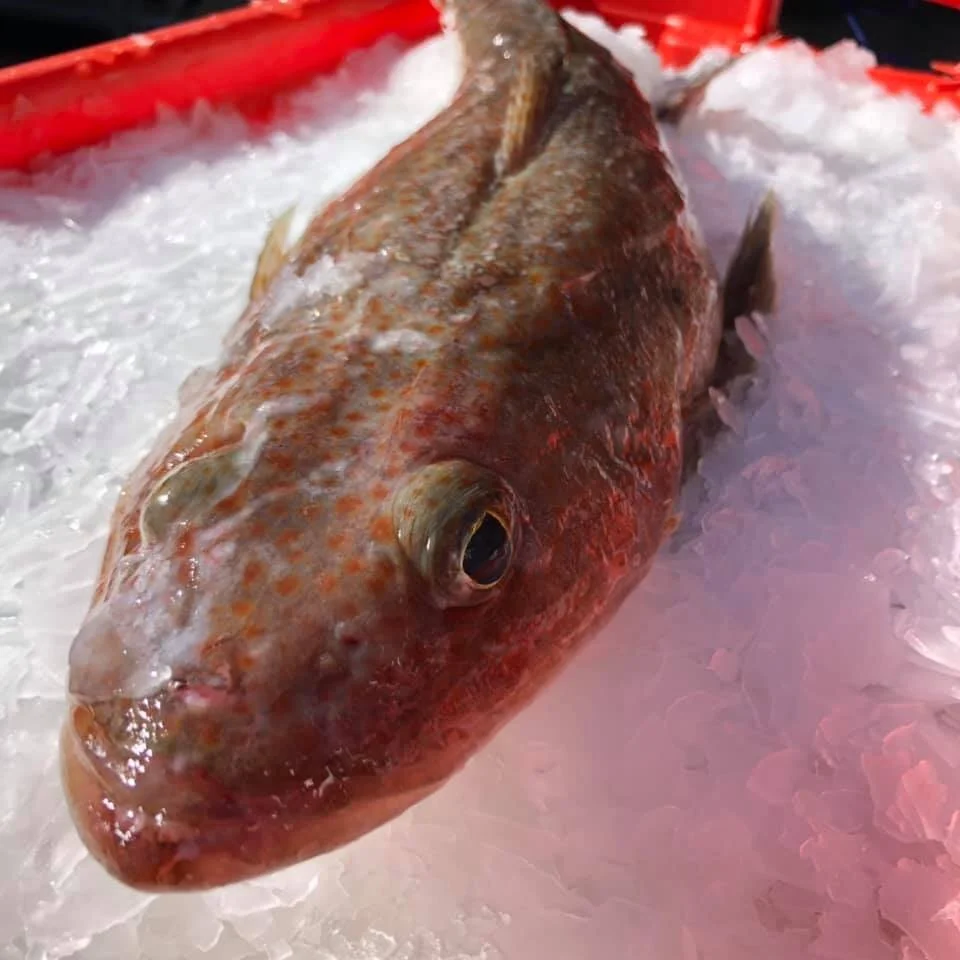 Scale Fish — Kyeema Seafoods